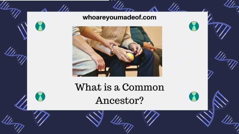 What is a Common Ancestor? - Who are You Made Of?