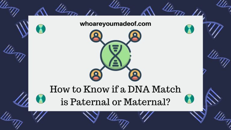 How to Know if a DNA Match is Paternal or Maternal? - Who are You Made Of?