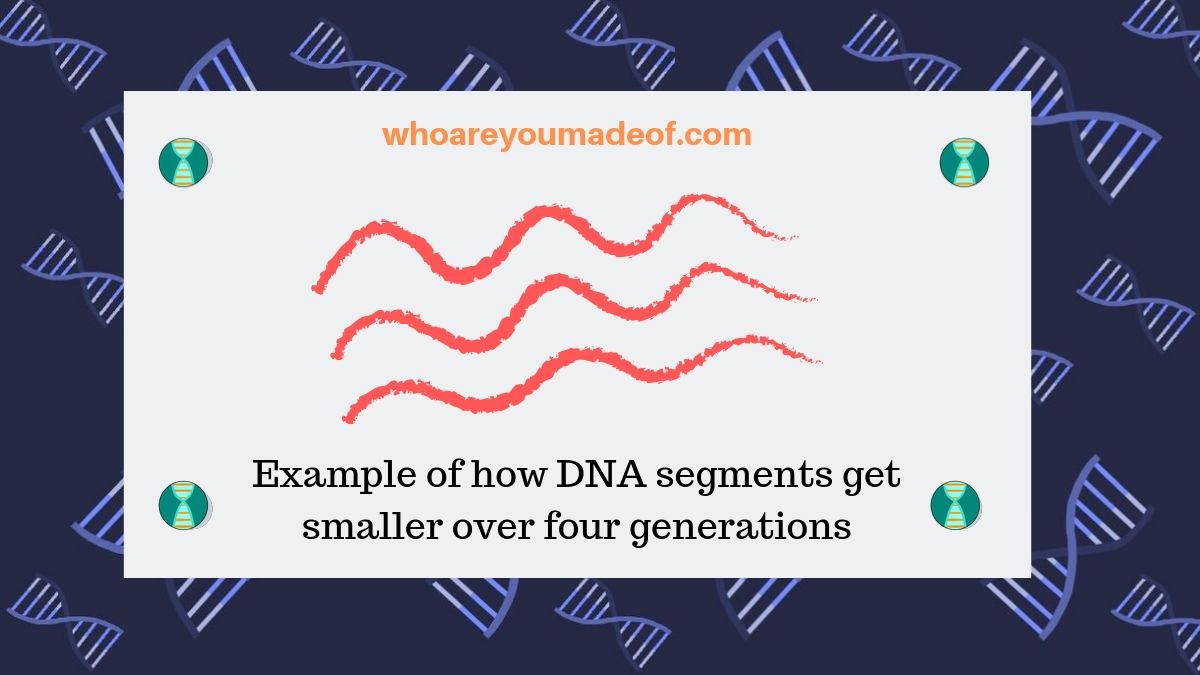Example of how DNA segments get smaller over four generations - Who are ...