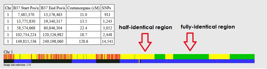 How to Use the Gedmatch One to One Tool - Who are You Made Of?