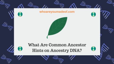 What Are Common Ancestor Hints on Ancestry DNA? - Who are You Made Of?