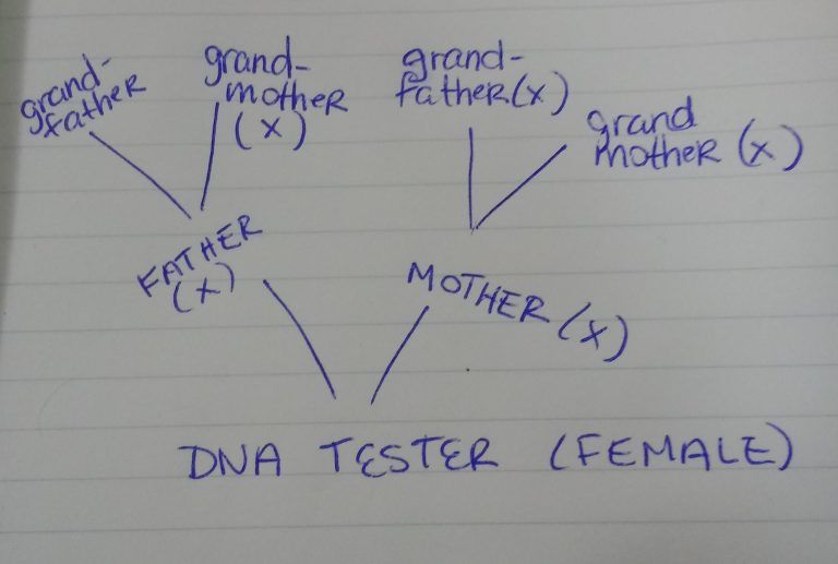 What is an X DNA Match on Family Tree DNA? - Who are You Made Of?