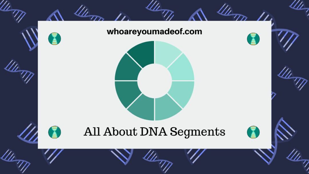 All About DNA Segments - Who are You Made Of?