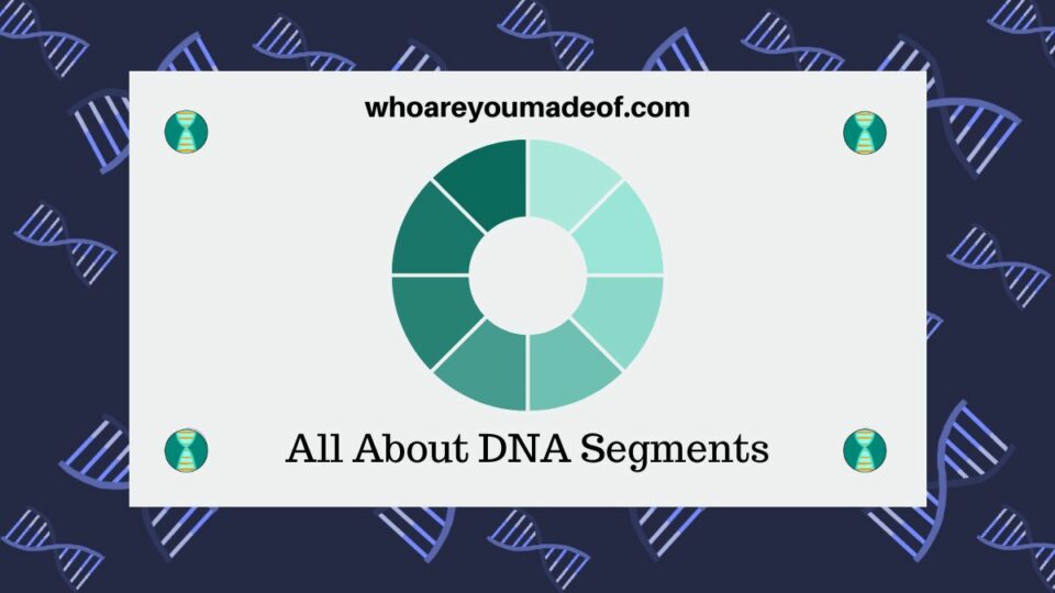 All About DNA Segments - Who are You Made Of?
