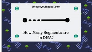 How Many Segments are in DNA? - Who are You Made Of?