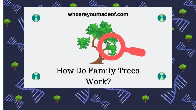 How Do Family Trees Work? - Who are You Made Of?