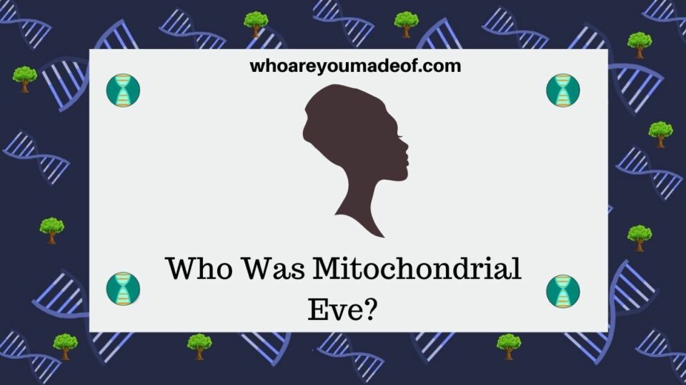Who Was Mitochondrial Eve? - Who are You Made Of?