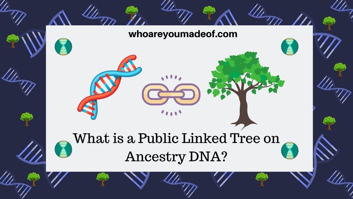 What is a Public Linked Tree on Ancestry DNA? - Who are You Made Of?