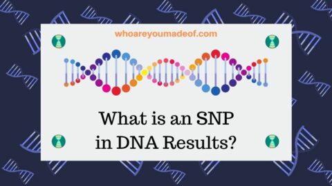 What is an SNP in DNA Results? - Who are You Made Of?
