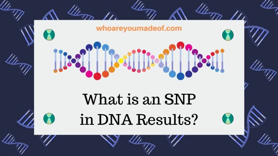 What is an SNP in DNA Results? - Who are You Made Of?
