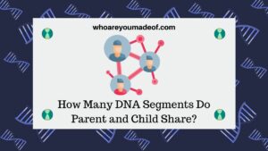 How Many DNA Segments Do Parent and Child Share? - Who are You Made Of?