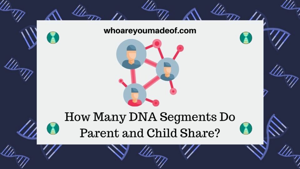 How Many DNA Segments Do Parent and Child Share? - Who are You Made Of?