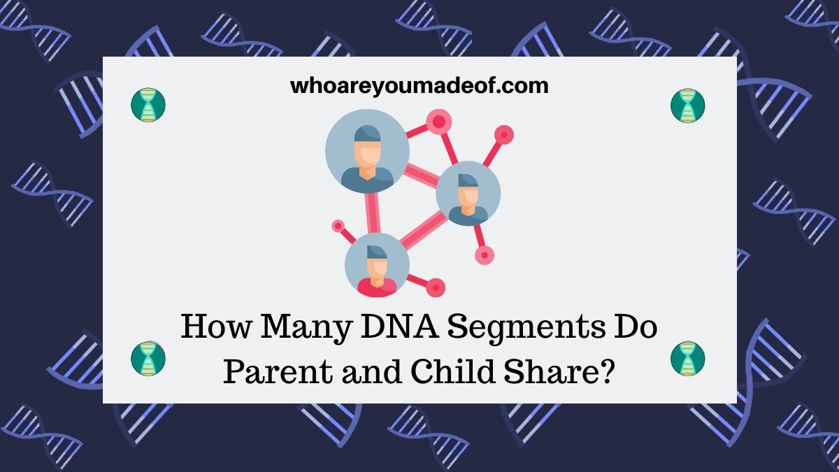 How Many DNA Segments Do Parent and Child Share? - Who are You Made Of?