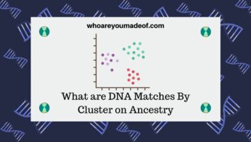 What are DNA Matches By Cluster on Ancestry - Who are You Made Of?
